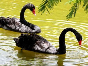 50 цікавих фактів про лебедів